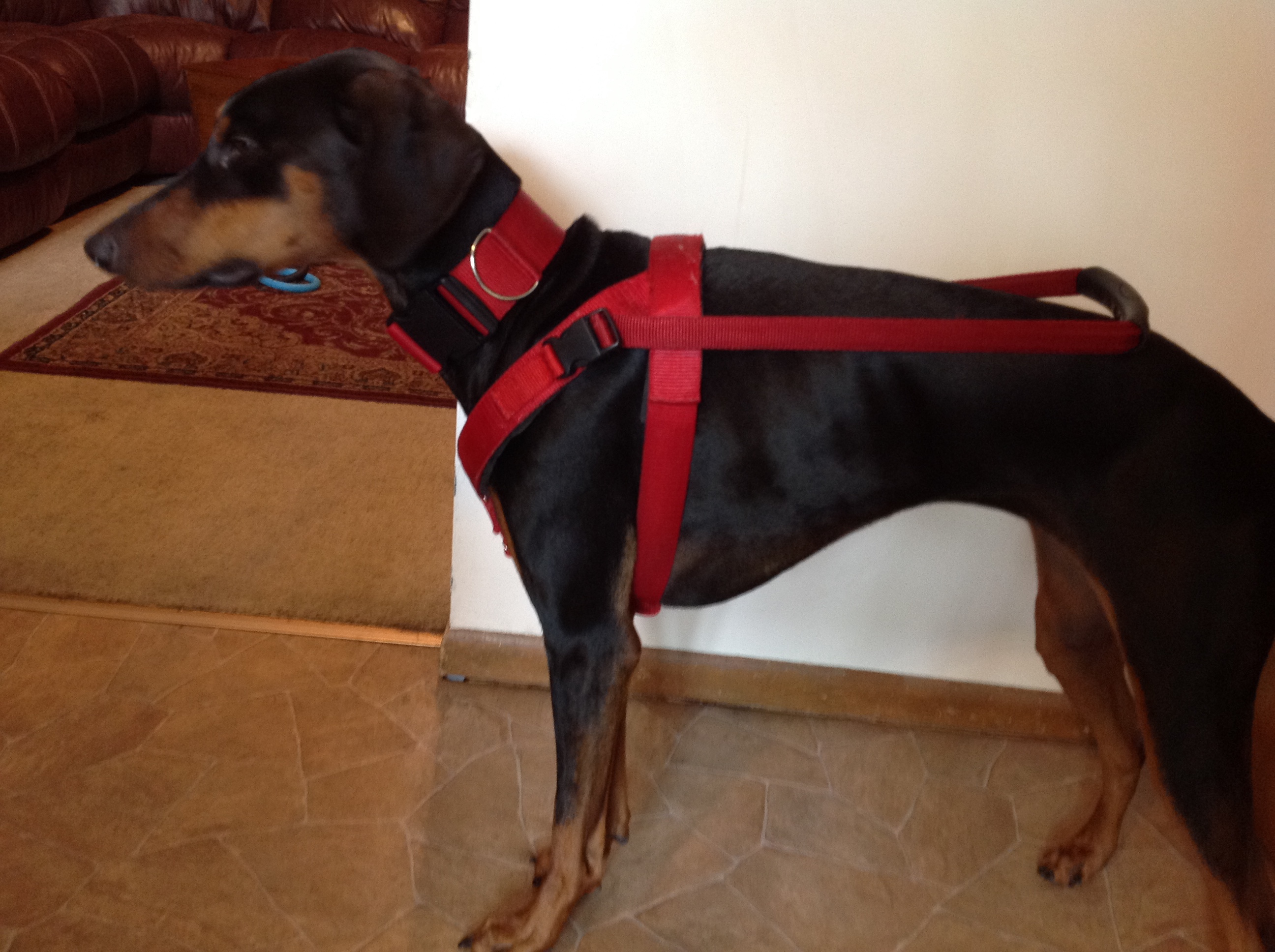 Sport Style Guide Dog Harness – On The Go
