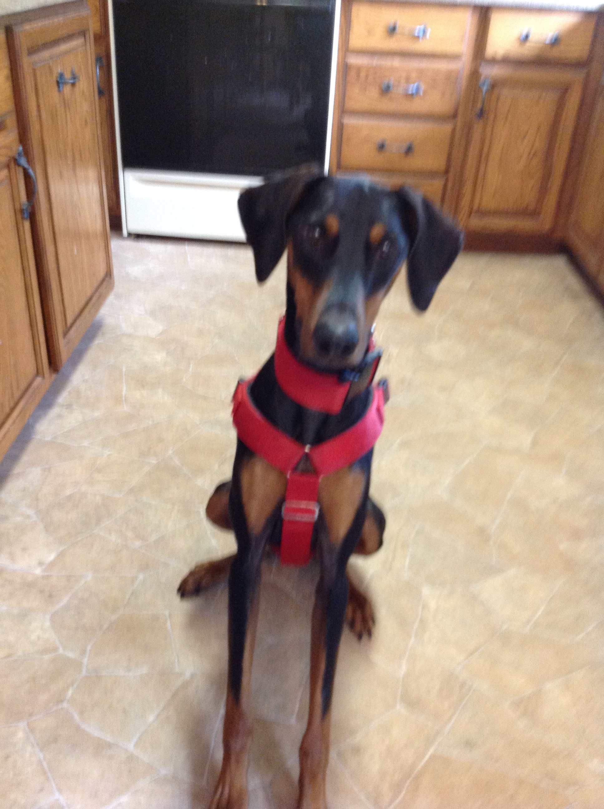 Sport Style Guide Dog Harness – On The Go
